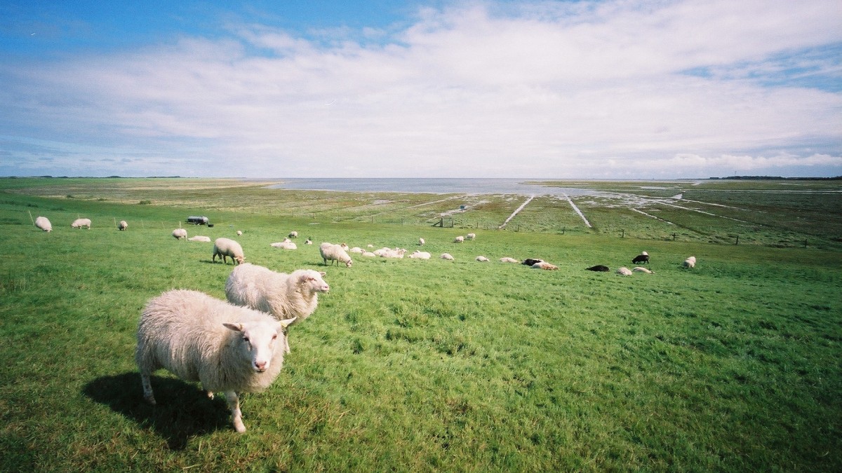 6x mooie wandelingen op de Wadden - Wandelnet