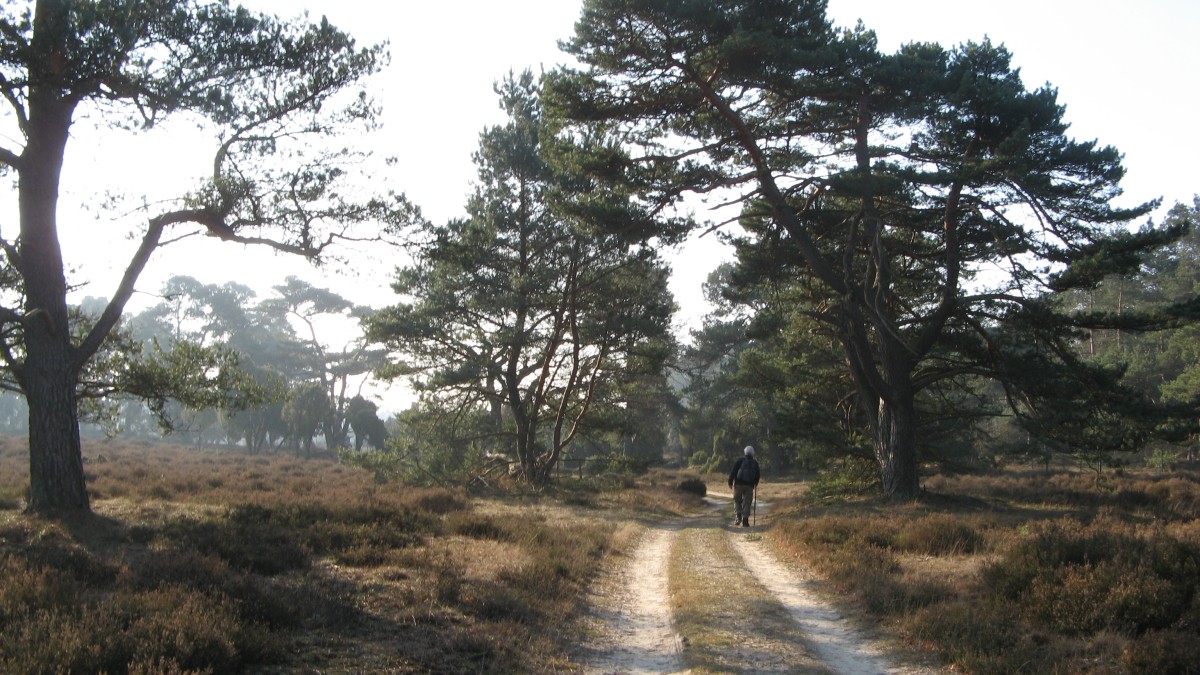 5x wandelen op de Veluwe over minder bekende paden - Wandelnet
