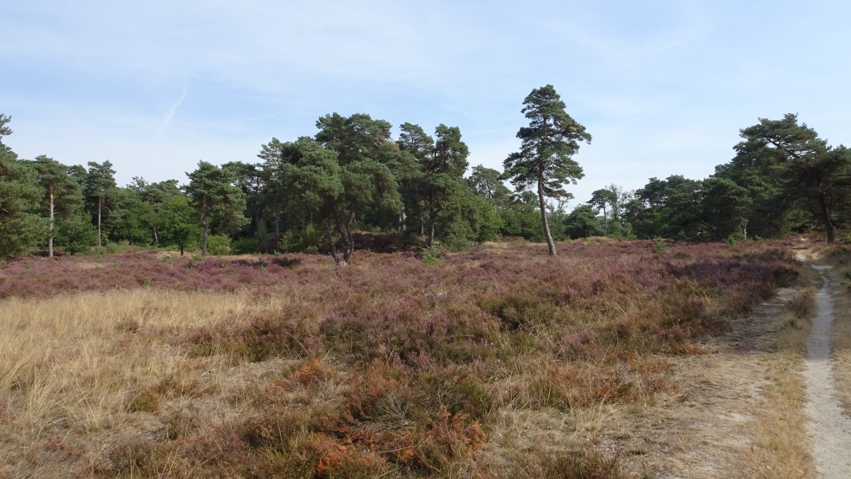 5x wandelen in Drenthe over minder bekende paden - Wandelnet