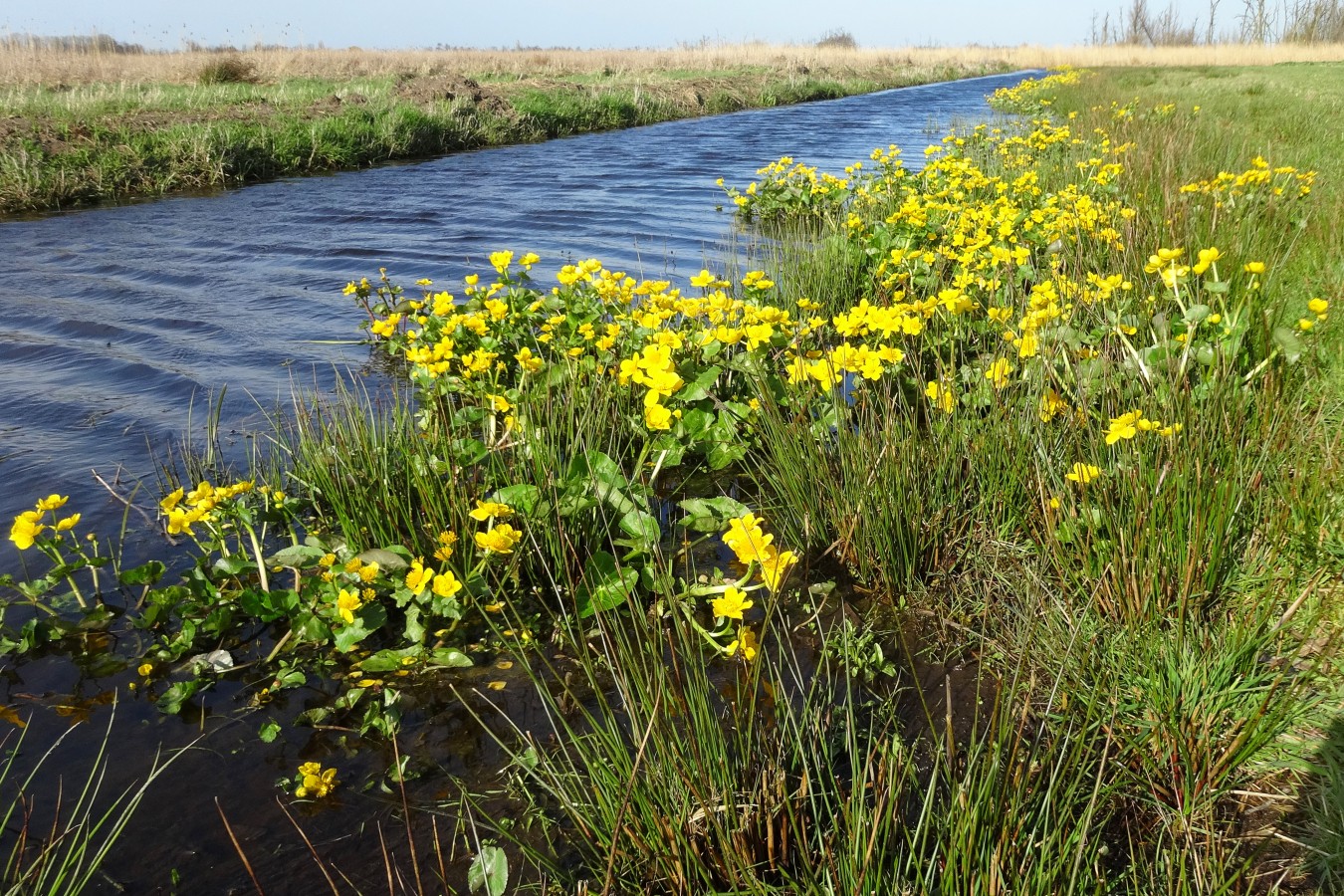 5x wandelen in de lente - Wandelnet